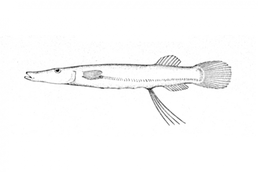 12 of the Coolest Eyes in the Animal Kingdom | The Science Explorer